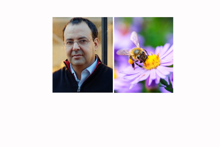 IPS2 - Ametys, Web Java Open Source CMS